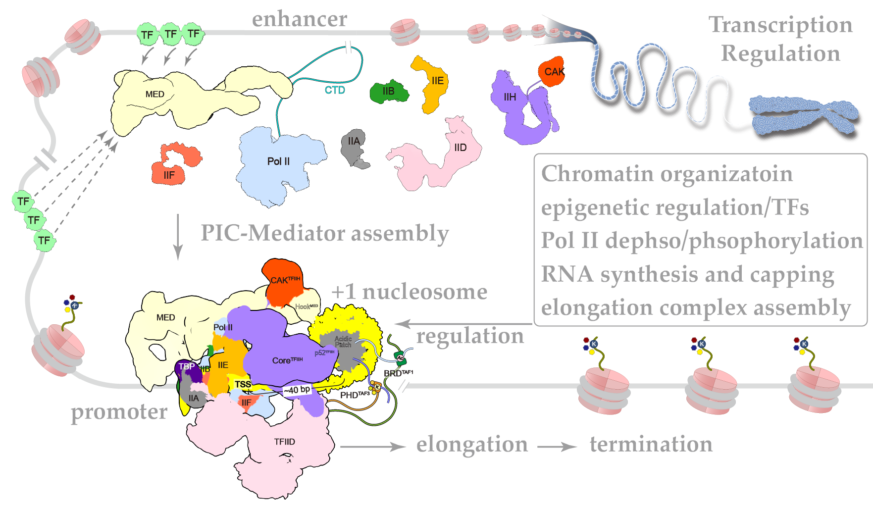 Chromatin Structure And Transcription 